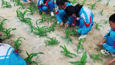 彭阳县王洼镇中心学校劳动教育课