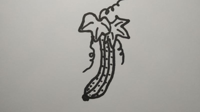 简笔画:儿童学画画入门基础教学,(丝瓜)你学会了吗?小朋友们