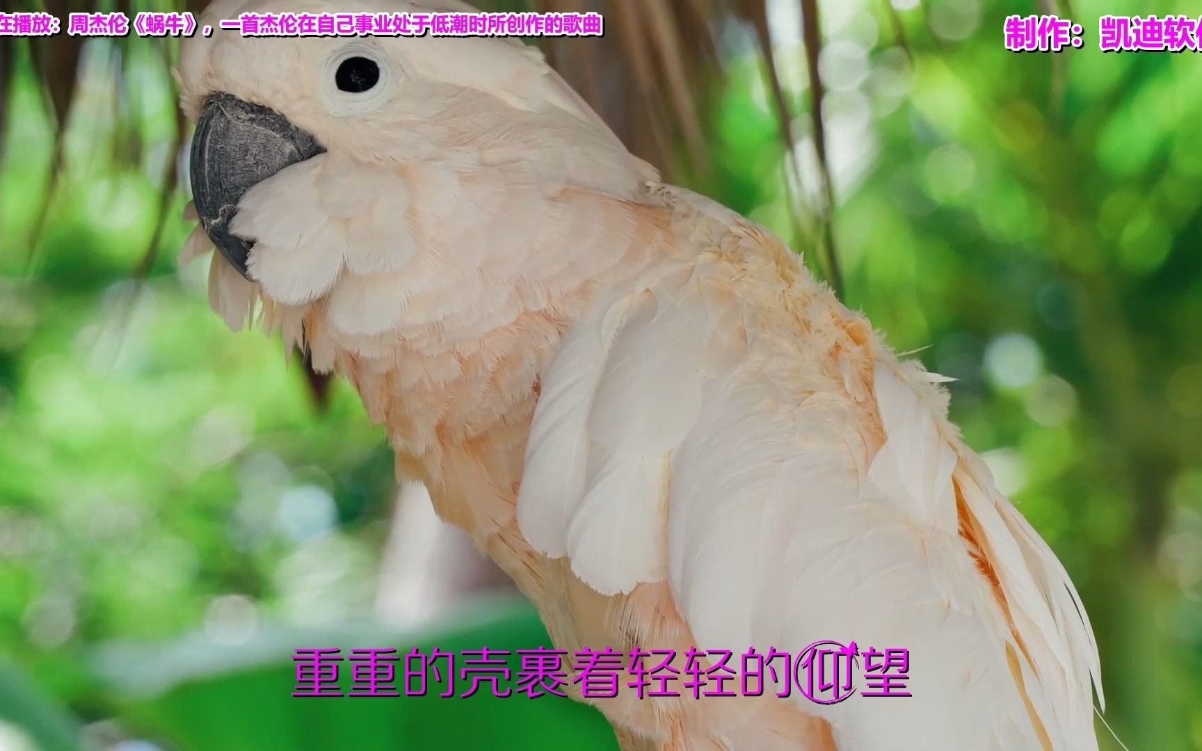 ...杰伦在自己事业处于低潮时所创作的歌曲》欣赏,amv视频格式转换软件