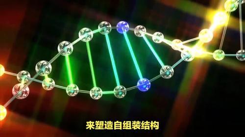 构建既可作为载体又可作为药物的 DNA 纳米颗粒