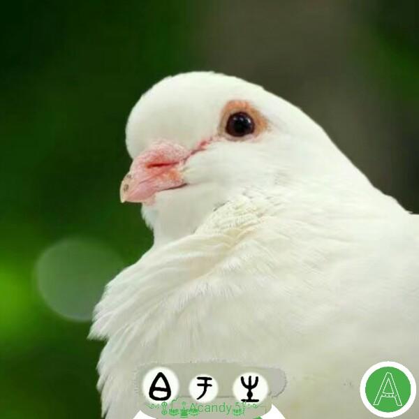 白于生 