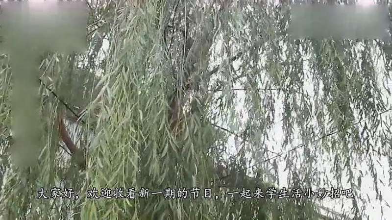 路边最常见的柳树皮,竟这么值钱,知道的人不多,赶快去找找