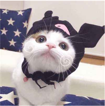戒猫协会 
