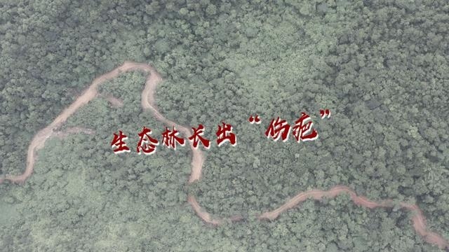 广东开平生态林现千米“伤口”:无证毁林开路,林业局已介入