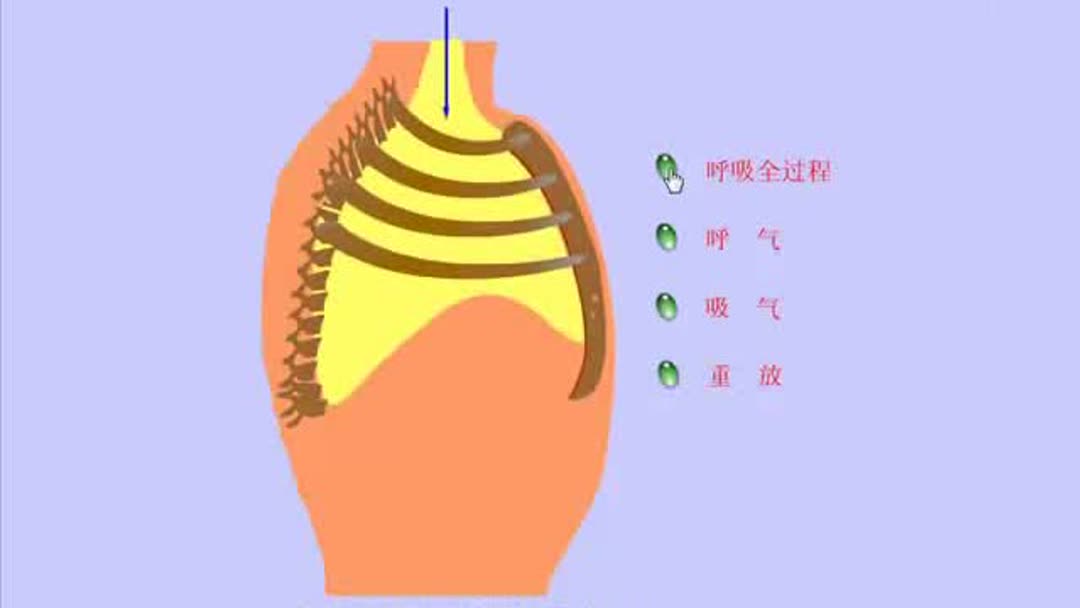 胸廓的变化与呼吸的关
