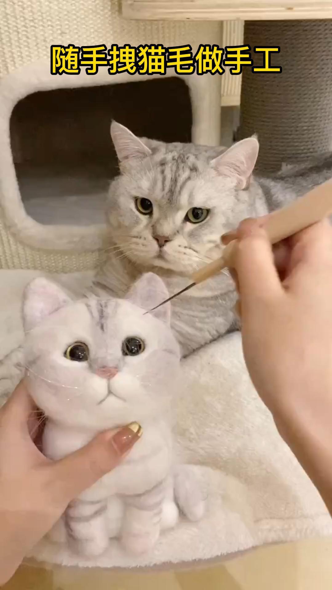 女子用猫毛做手工,随手一拽猫猫无语