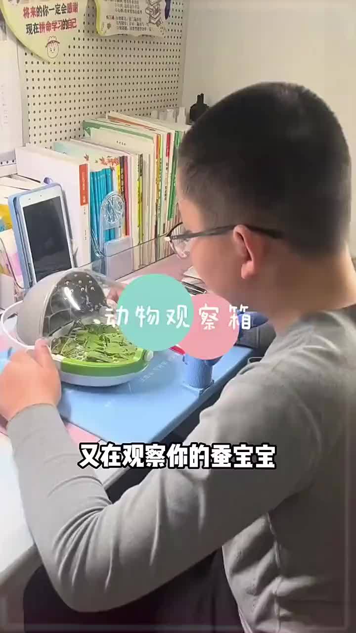 这个#动物观察箱 真的好,可以观察蚕宝宝的变化 #养蚕 #养蚕季 #好物...