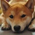 二狗子看剧 