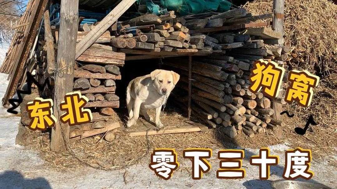 零下三十度的东北会不会把老鼠冻死?各种小动物们都是如何过冬的