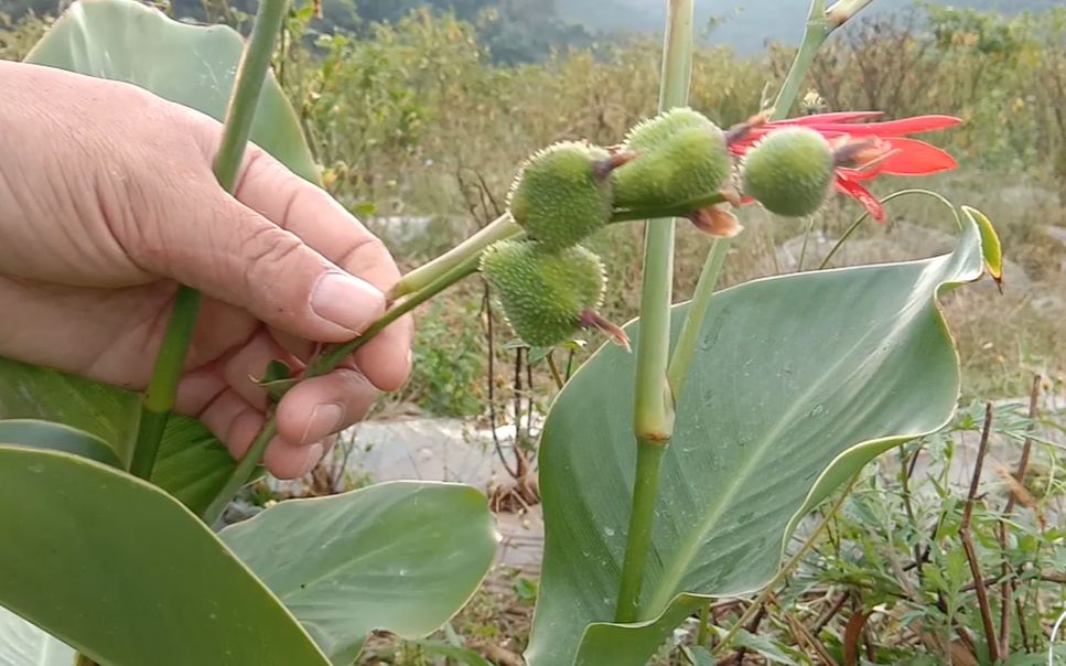 农村常见植物,叶子似芭蕉叶,种子是黑色的,这些用途你了解了吗