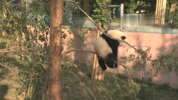 熊猫在树枝上摇摆,下树的姿势帅呆了