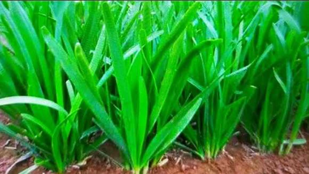 种植韭菜农民收变了方法,这样韭菜叶片宽又厚,割完一茬长一茬