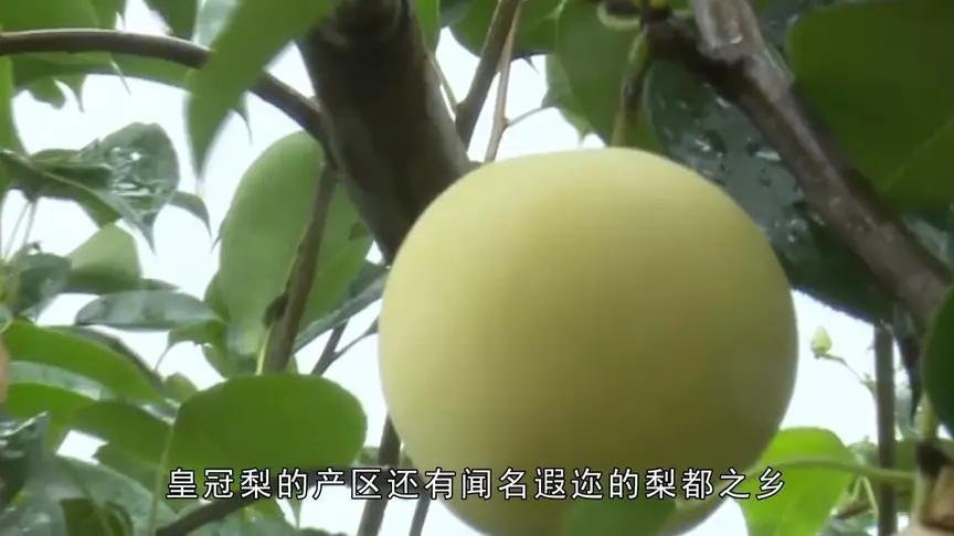 皇冠梨产地是哪里你知道吗?不清楚可以了解一下