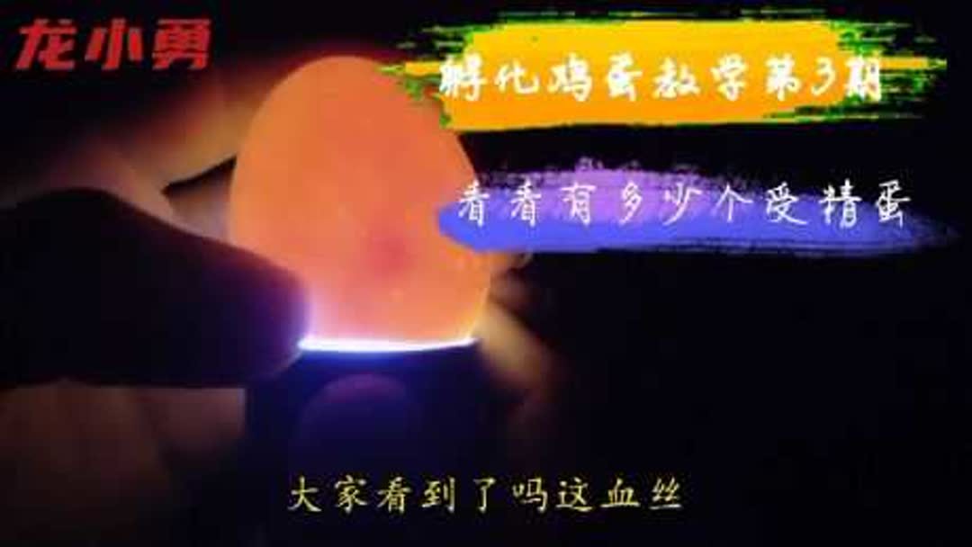 孵化鸡蛋教学第三期 照蛋 看看有多少个受精蛋 受精率不怎么理想