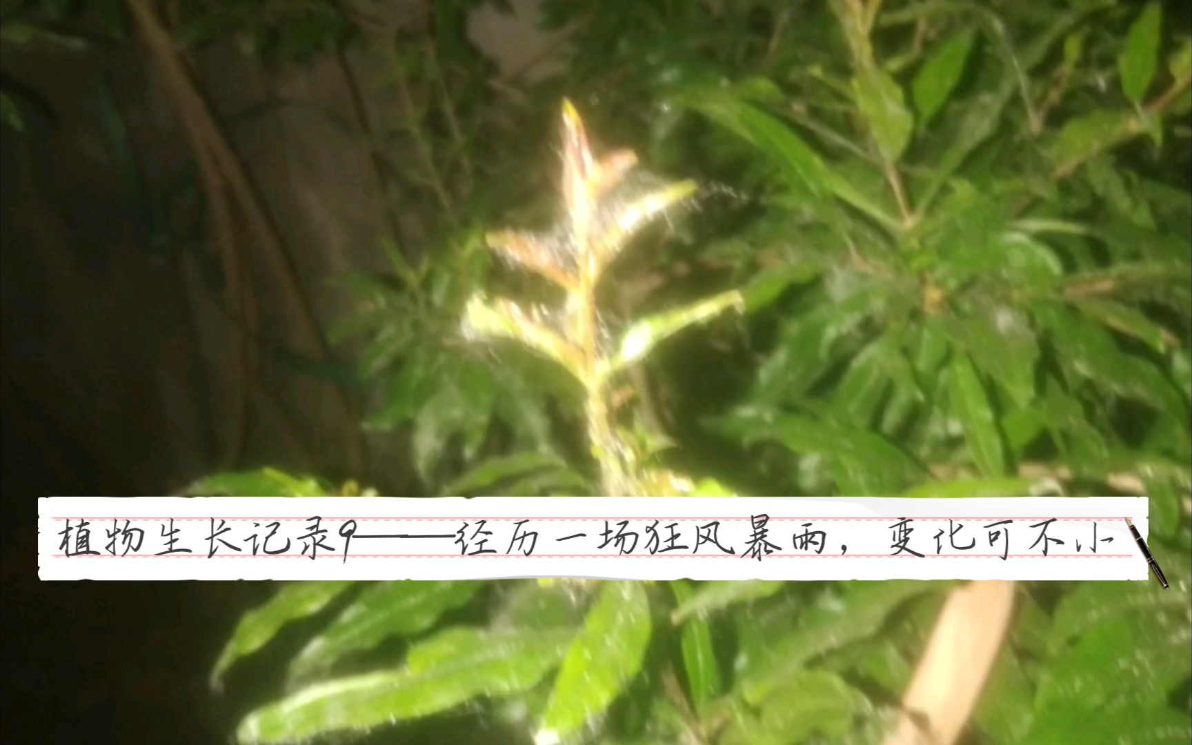 植物生长记录9——经历一场狂风暴雨,变化可不小