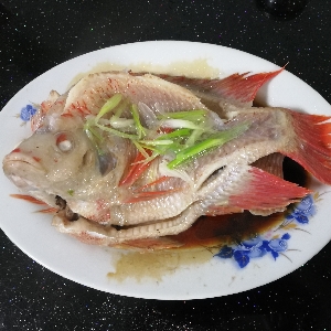 一只小翰鱼 