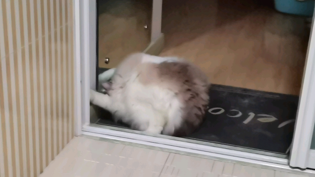 【布偶猫】艺术体操-柔术舔毛