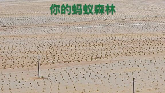 《沙漠变绿洲》这是你们大家种下的蚂蚁森林
