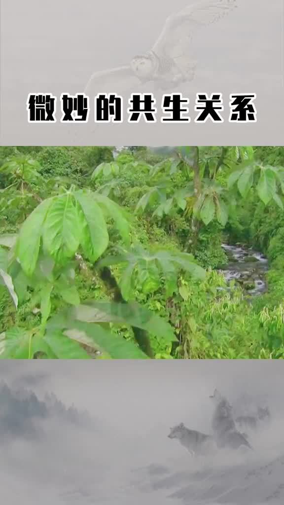 #热带雨林动物和植物的微妙共生关系#动物世界#涨知识#科普#