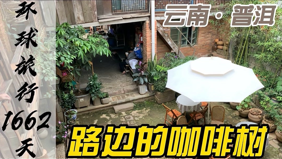 普洱街头的咖啡树,结满的咖啡豆摘下来就能吃,探索普洱文艺街区