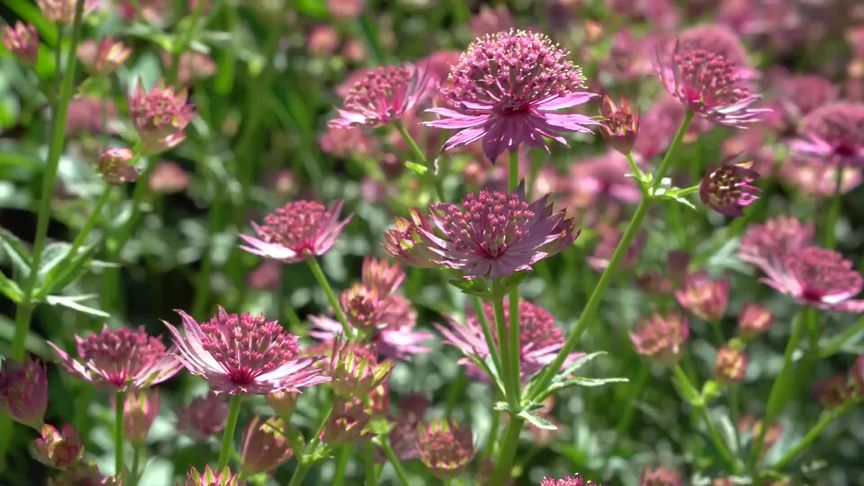 《是否把我忘记》《把心给你》《片片枫叶情》《有没有人告诉你》