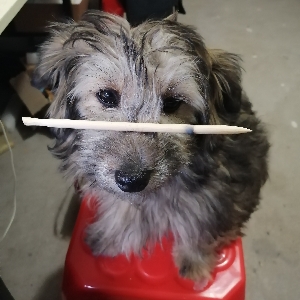 约瑟夫CP舒尔茨 