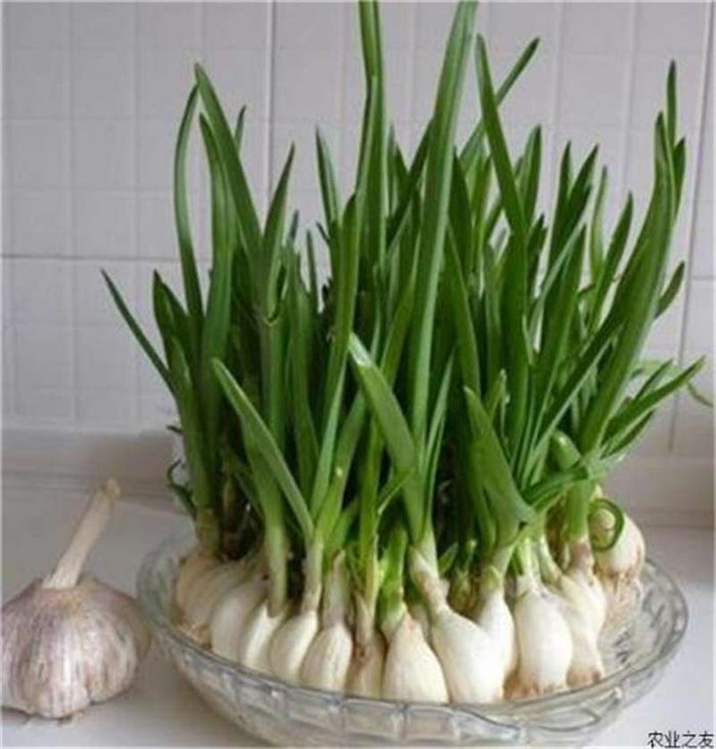 教你蒜苗的简易种养窍门,零成本,让你种一次,足够吃一年