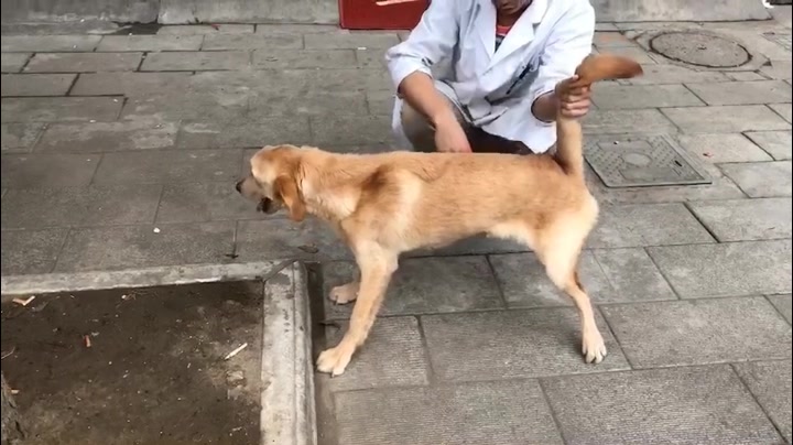 肌无力拉布拉多、皮肤病严重的两只哈士奇、蠕形螨狗狗和被人打伤...