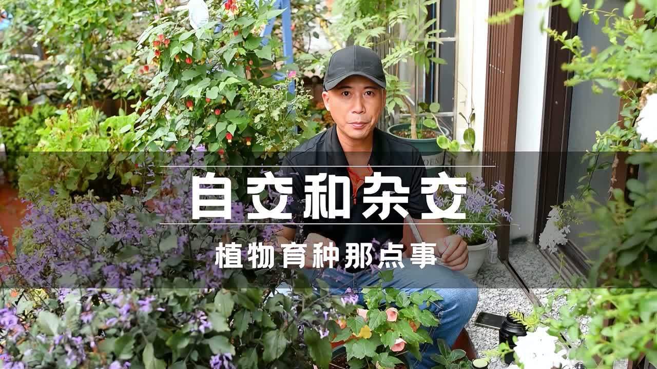 杂交水稻之父袁隆平去世,聊聊植物的自交和杂交,浅谈花儿育种