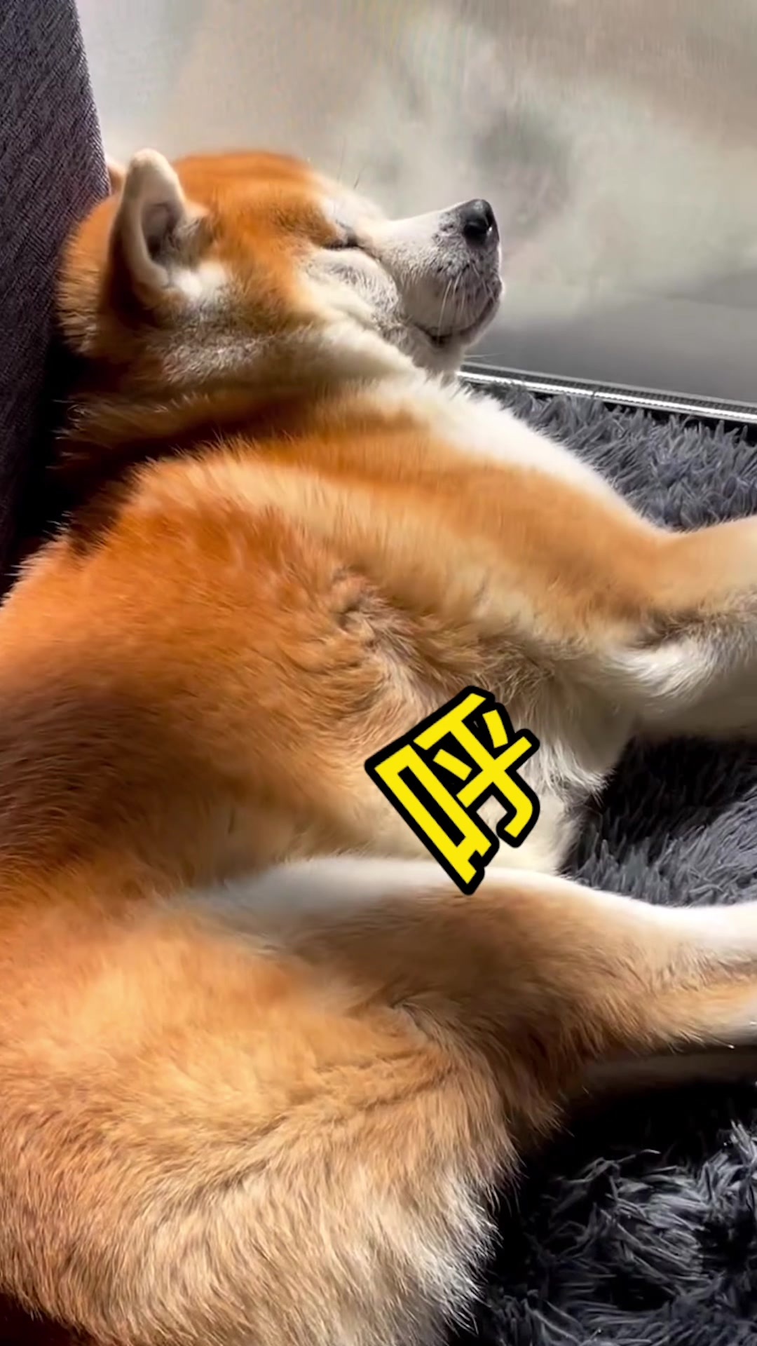 一天24个小时,秋田要睡21小时#秋田犬 #秋田 #萌宠秋田 #忠犬八公 #...