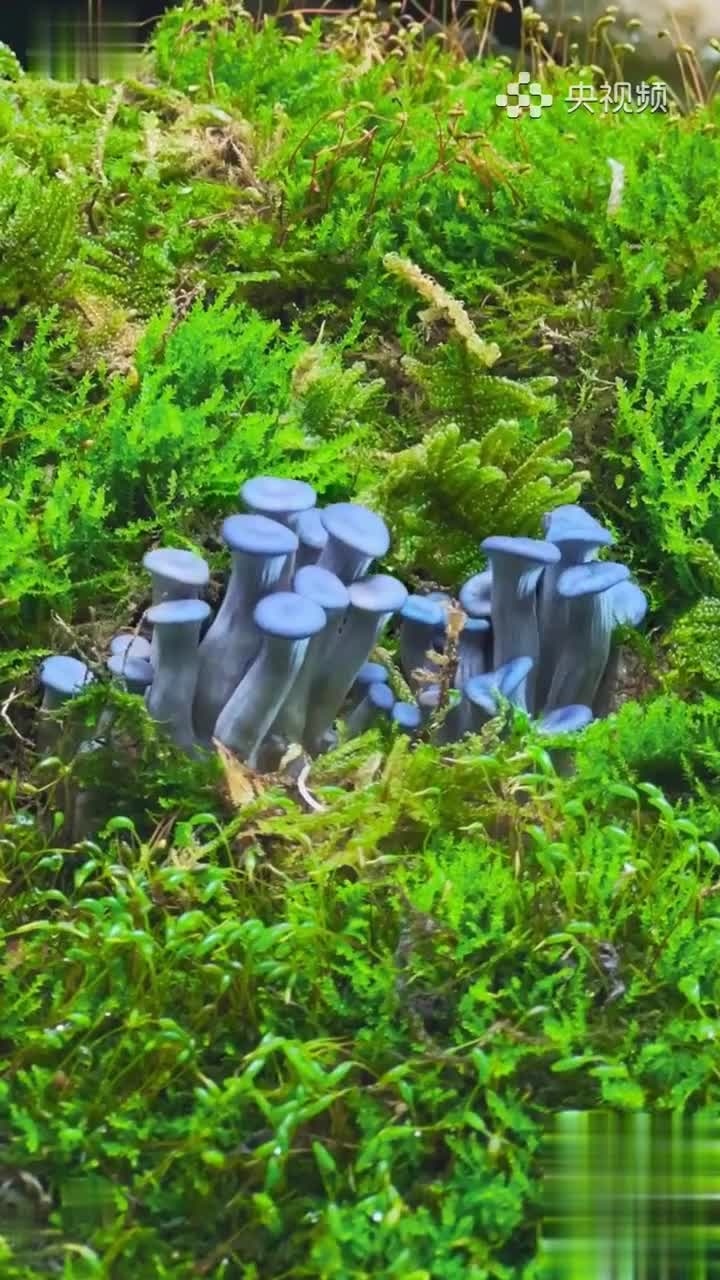 画面引起舒适!延时微距下看菌菇生长过程