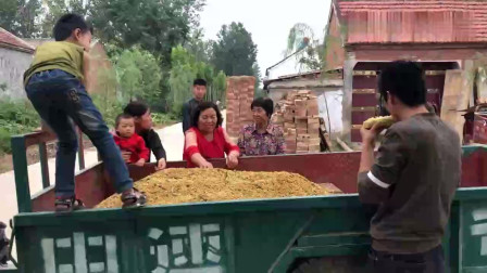 农村小伙4亩黄豆产出半拖斗,是减产还是增收?引来邻里乡亲热议