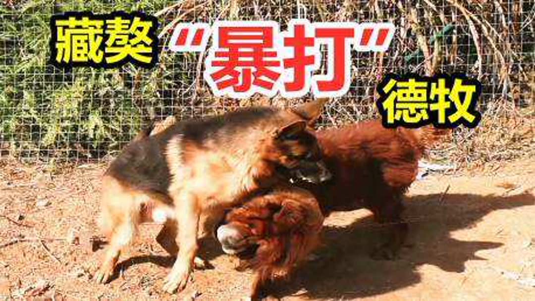 藏獒獒王“暴打”德牧,野生斗牛犬冲了出来“打退”两猛犬