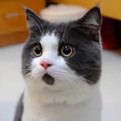 咖啡干吃不加糖 