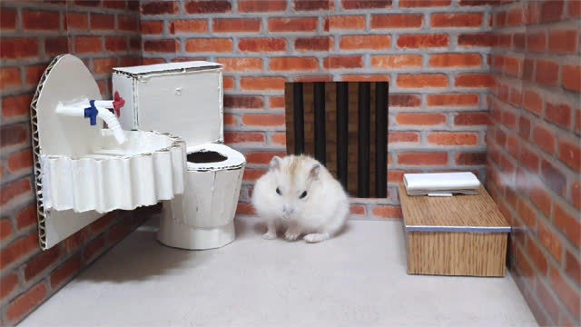 仓鼠:卫生间里的神秘通道