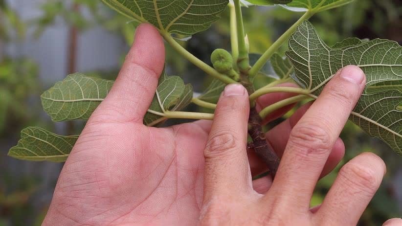 无花果结果,勤做2件事,快速膨大成熟