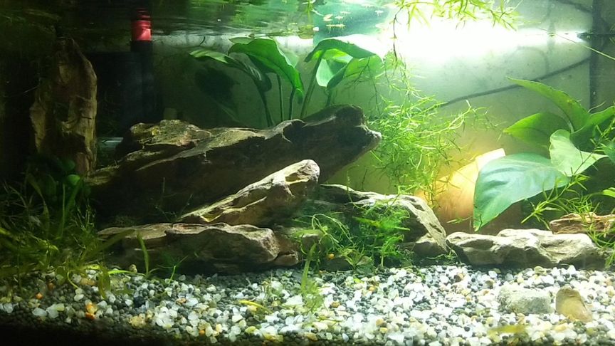 窗台缸原生松皮石造景