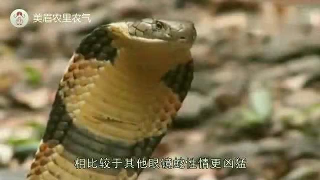 世界上最毒的毒蛇,印度人看见也害怕