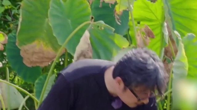 王岳伦高温下主动承担挖芋头任务,谁注意李湘的反应?恩爱装不出