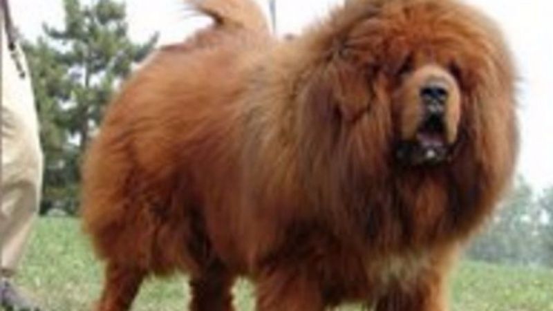 爆料:纯种血统的藏獒真是霸道,这种打架场面真的是不堪入目!