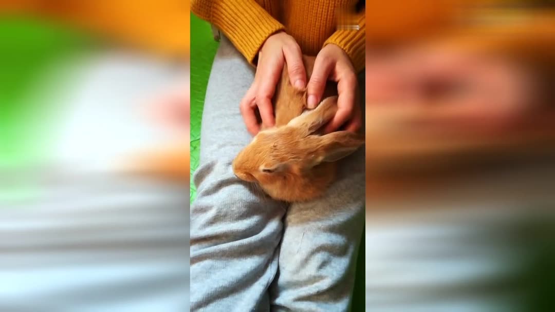 可爱呆萌的公主兔
