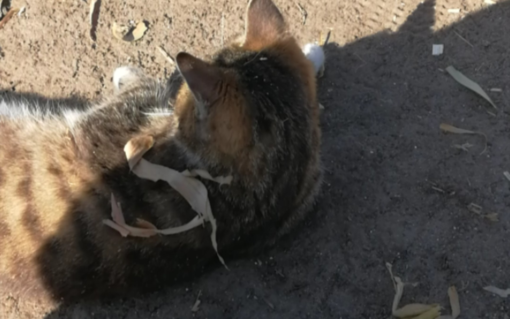 一段长达9秒的猫咪撒娇视频