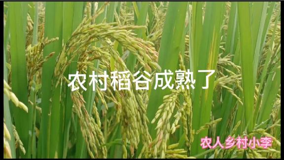农村稻谷很快成熟了,稻谷的清香味已飘出来。