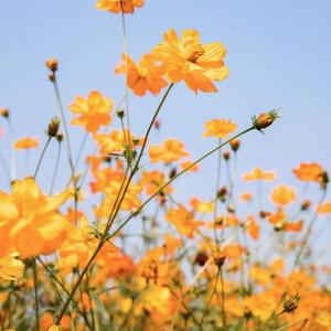 小燕子的生活呀 