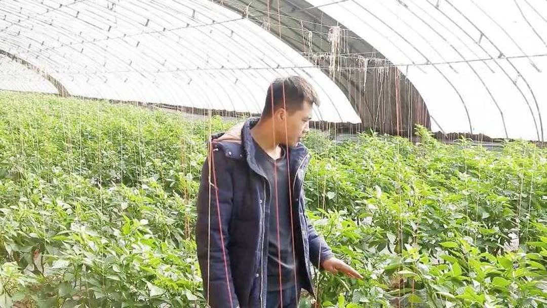 辣椒种植:新农人多年种植经验总结,管理上最关键是这两点!