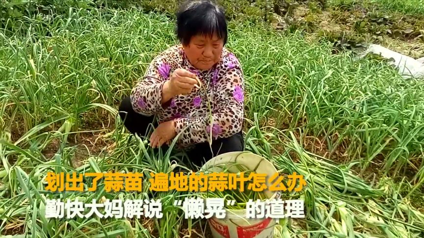 #家庭种植大赛#果林场菜农划蒜苗有妙招,摘蒜苗另外更大收益