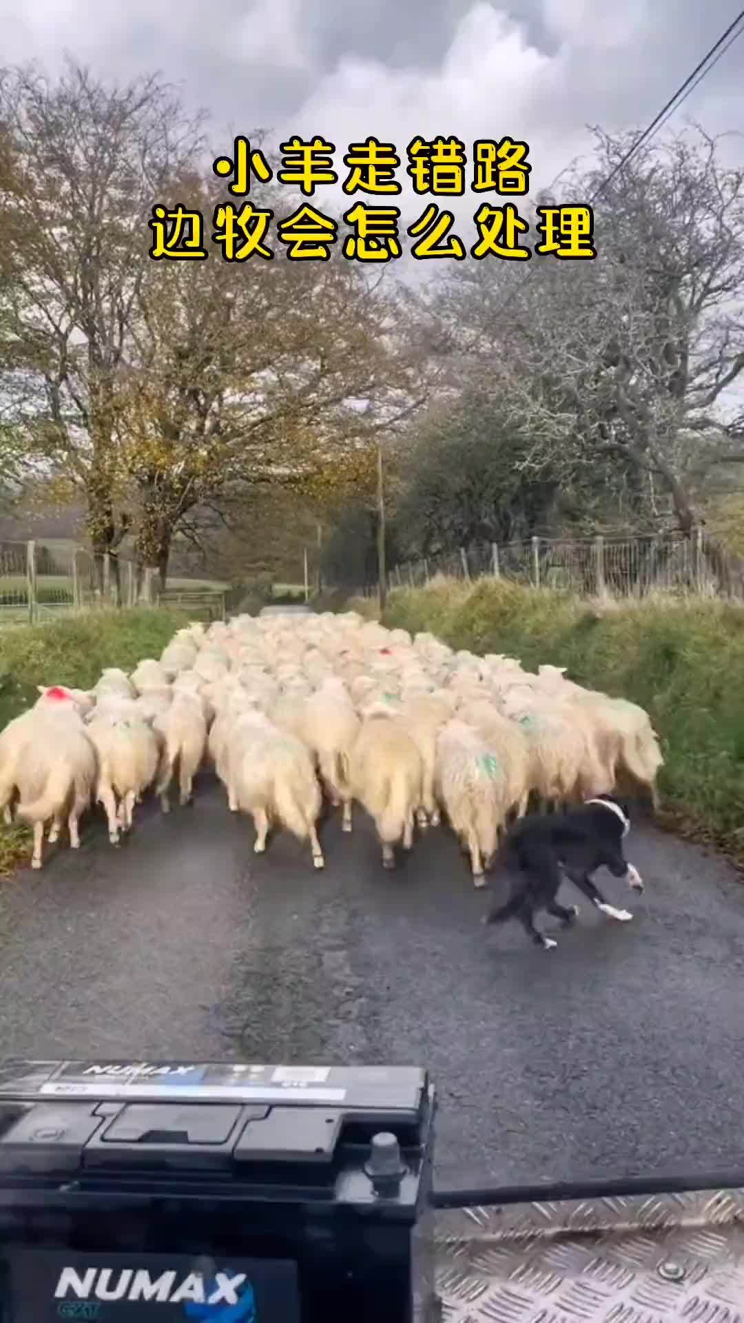 不好意思修改了一下#边境牧羊犬#萌宠日常记录 #狗狗