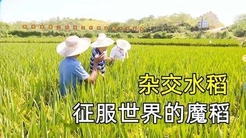 杂交水稻产量那么高,何以农夫偏爱种常规水稻?答案没那么简单