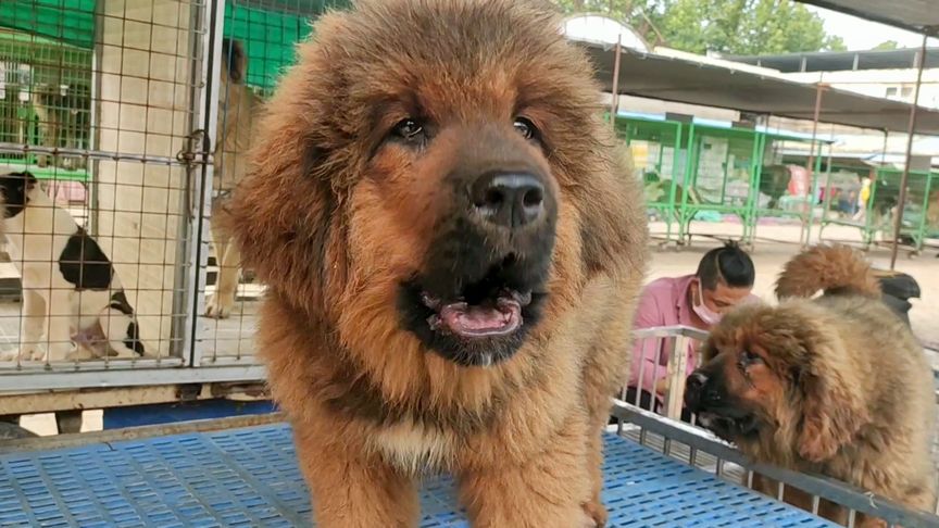 藏獒不愧是凶犬,三个月的小藏獒看见成年德牧狂叫不止!太凶了!