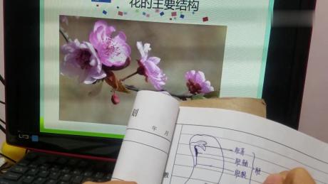 种子的结构讲解